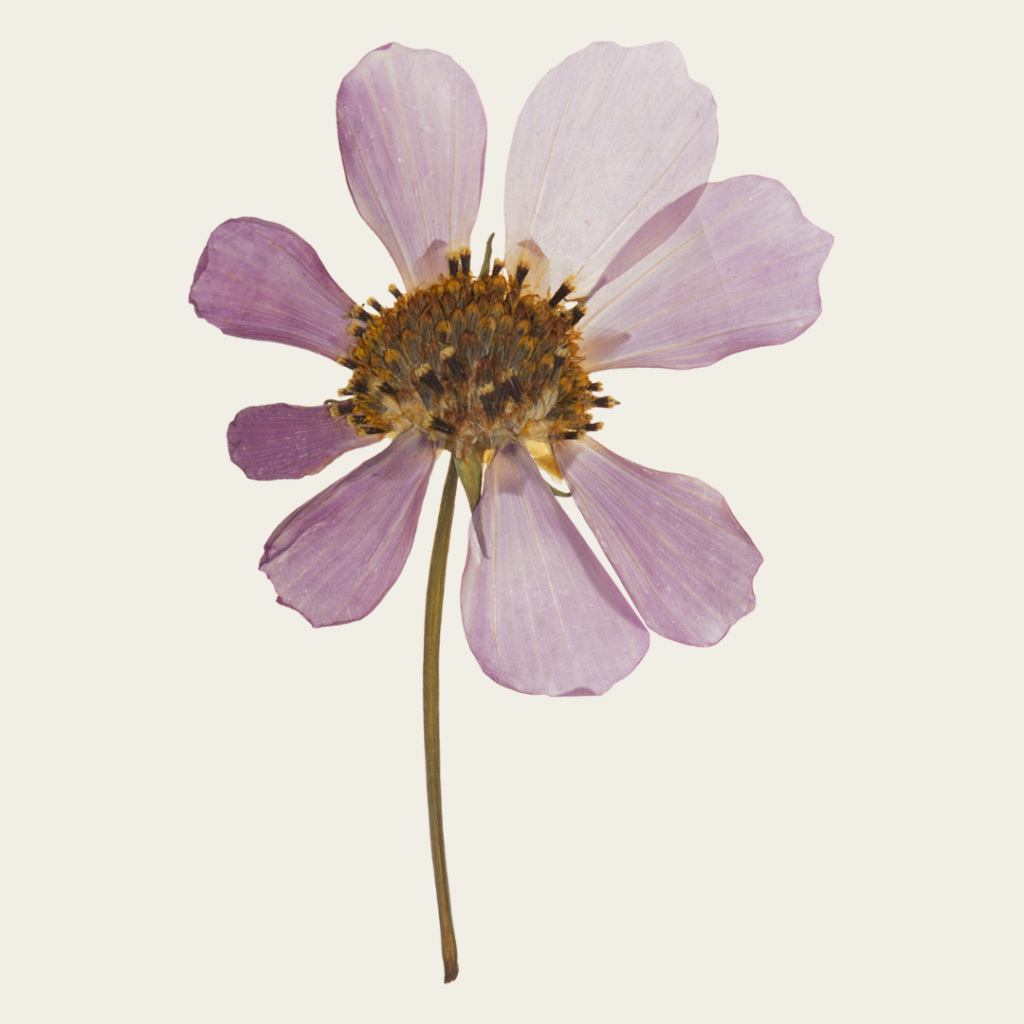 Pedagogical Prompts – THRC